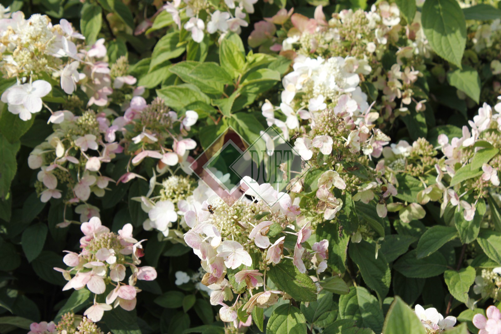 Hydrangea paniculata ‚Magical Fire' PBR | Hortensje.pl – Produkcja i ...