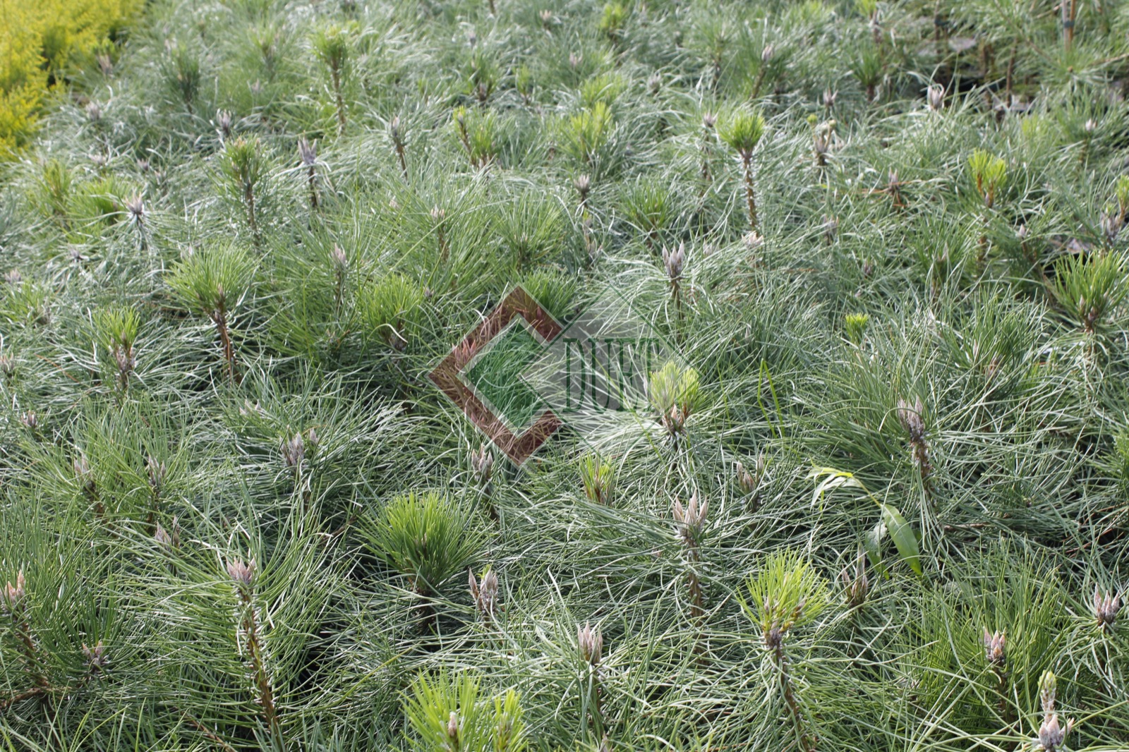 Pinus nigra | Hortensje.pl – Produkcja i dystrybucja roślin