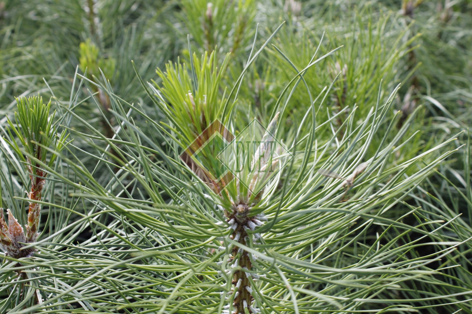 Pinus nigra | Hortensje.pl – Produkcja i dystrybucja roślin